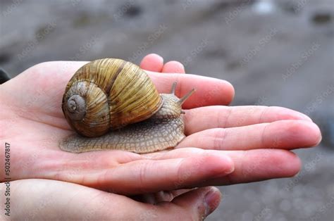 The Gastropods Commonly Known As Snails And Slugs Belong To A Large