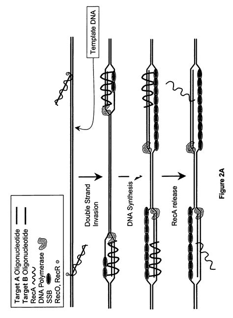 Recombinase Polymerase Amplification Patented Technology Retrieval Search Results Eureka Patsnap