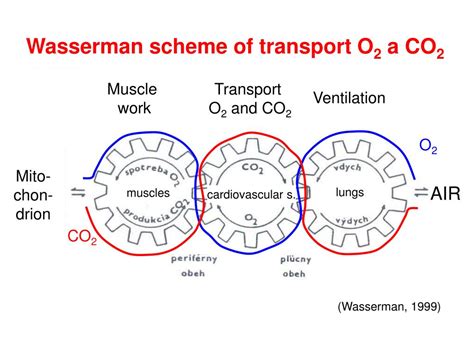 Ppt Exercise Physiology Powerpoint Presentation Free Download Id