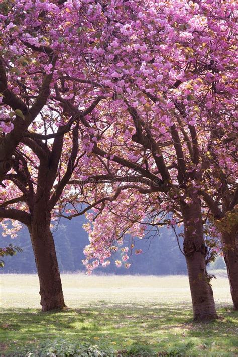 Amazing Pink Cherry Blossom Trees In Norfolk Stock Image Image Of