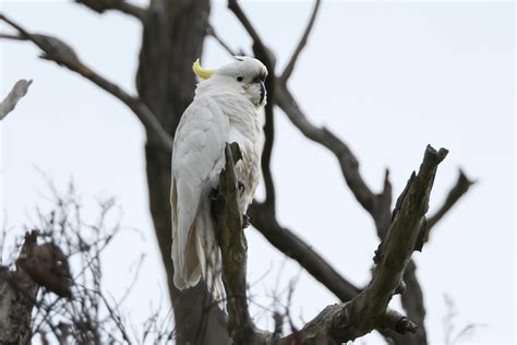 Bird Side View Photos Download The Best Free Bird Side View Stock