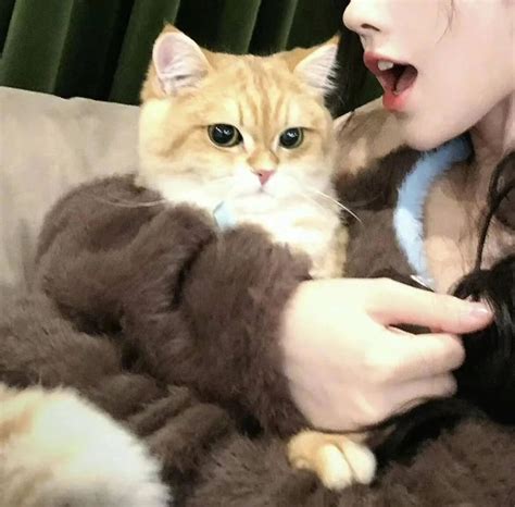 可爱橘猫依偎在人怀中，温馨画面尽显萌宠魅力 男女头像｜确实是不舍得换的头像表情包图片动图 求表情网斗图从此不求人