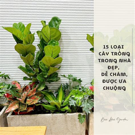 15 Loại Cây Trồng Trong Nhà đẹp Dễ Chăm được ưa Chuộng