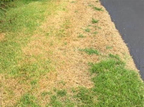St Augustine Grass Diseases And Problems Identification Pictures Fixes Lawn Model