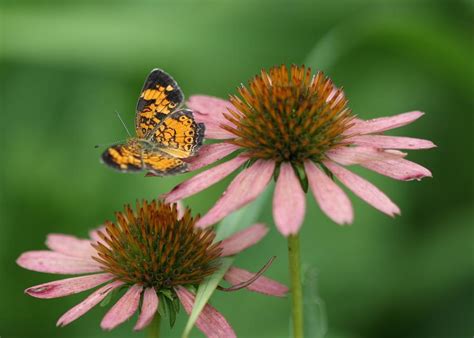 Natures Candy Photograph By Robin Shriver Pixels