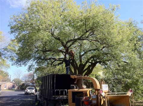 Tree Pruning Reasons Are Many Canopy Tree Service 210 441 7071
