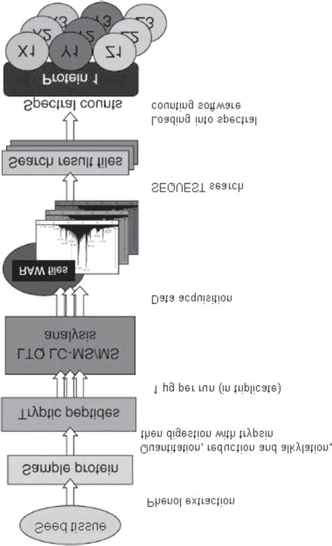 Workflow For Biological Sample Preparation And Lcmsms Analysis Of Download Scientific Diagram