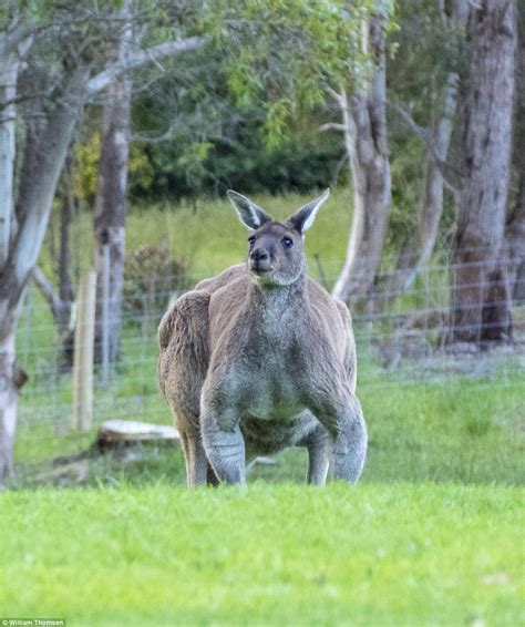 Most Jacked Kangaroo