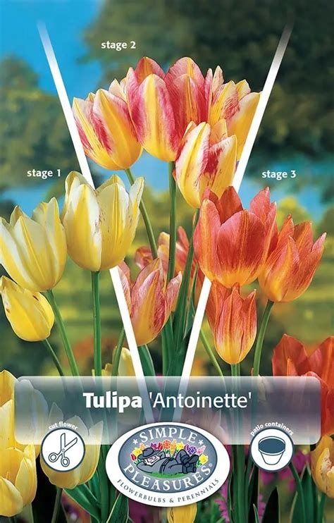 Tulipa Multiflowering Bouquet Antoinette Capper 20 X 5 De Vroomen