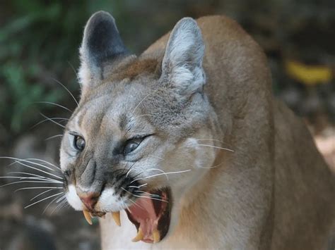 Why Do Cougars Scream At Night What Is Their Sound Like Here Are The