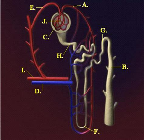 Labeling 4 Unit 6 Urinary System Diagram Quizlet