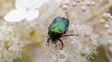 Hydrangea Pests Identification Prevention And Treatment