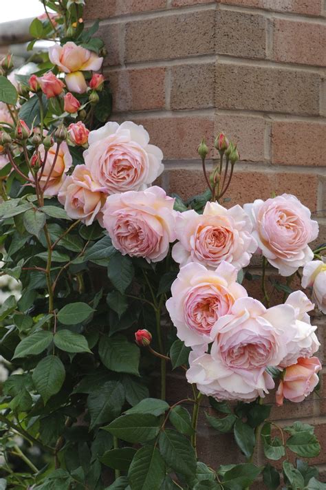 David Austin Climbing Roses Beautiful Flowers Plants