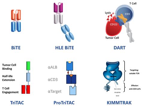 Molecular Construction Of T Cell Engagers Formats Matter