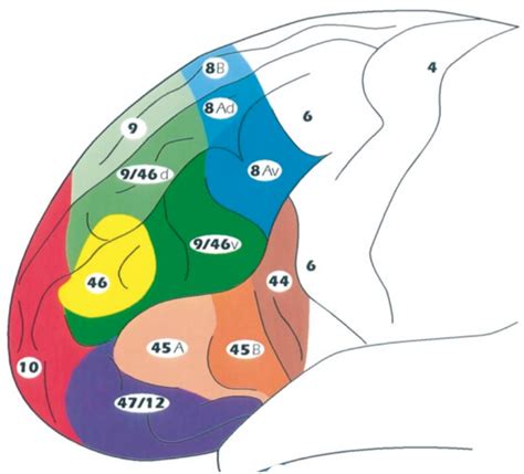 Functional Role Of Area 8a In The Posterior Dorsolateral Frontal Region