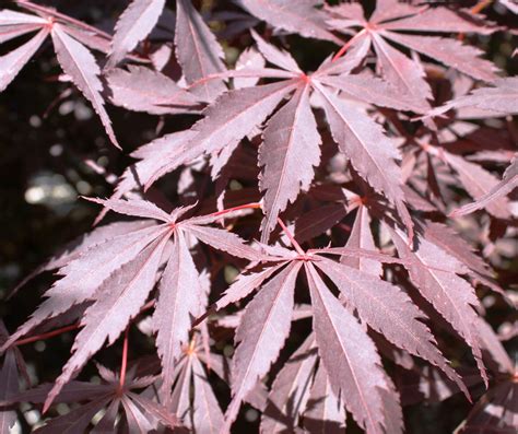 Acer Palmatum Burgundy Lace Gorini Piante Acer Palmatum Burgundy Lace Gorini Piante