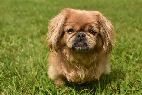Top 11 Pekingese Breeders In The Us