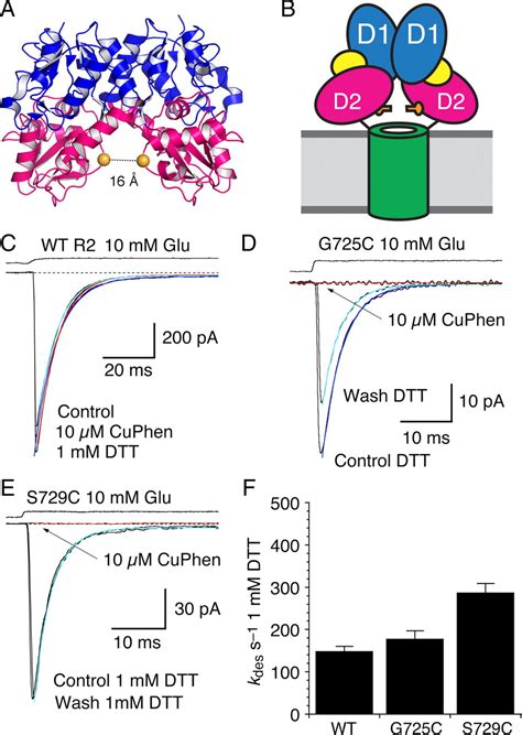 Ampa Receptor Structure Brain Mind Article
