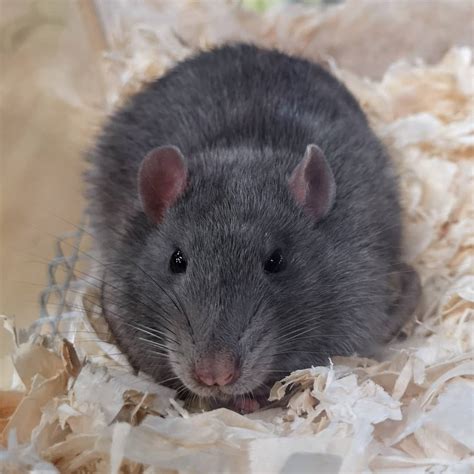 Blue Fancy Rat