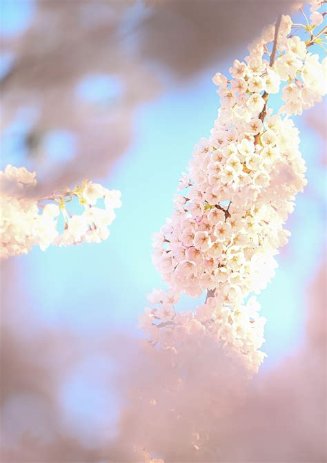 Sakura Primavera Natureza Foto Gratuita No Pixabay Pixabay