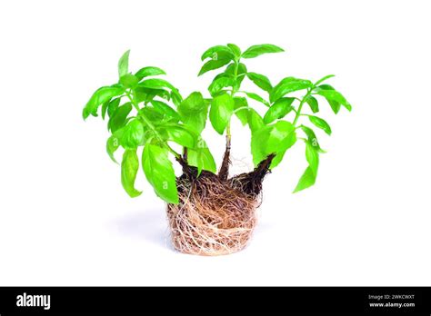 Close Up Of A Fresh Basil Plant With A Dense Root System Ready For