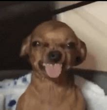 Dog Barking Meme S Tenor