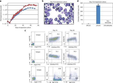 Short Term Expansion Of Primary Erythroblasts Derived From Download Scientific Diagram