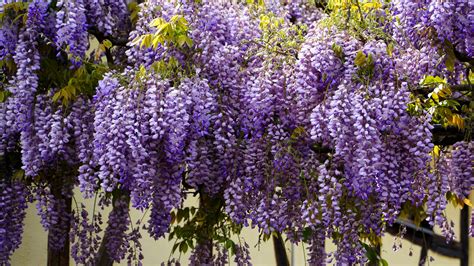 Wisteria Tree Beautiful Wallpapers
