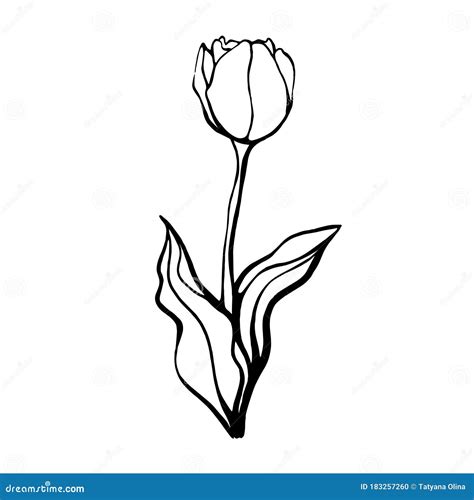 A Hand Drawn Tulip On A Stem With Leaves A Tulip Flower Vector Illustration In The Doodle Style