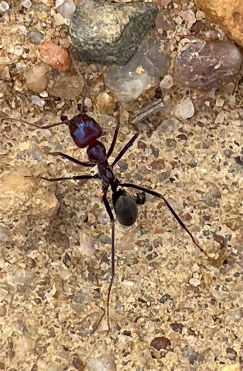 Southern Meat Ant From Goonoo Forest Nsw Au On July 23 2022 At 03 15