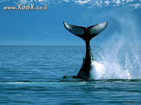 לויתן רקעים למחשב תמונות שומר מסך שומרי מסך של לויתן