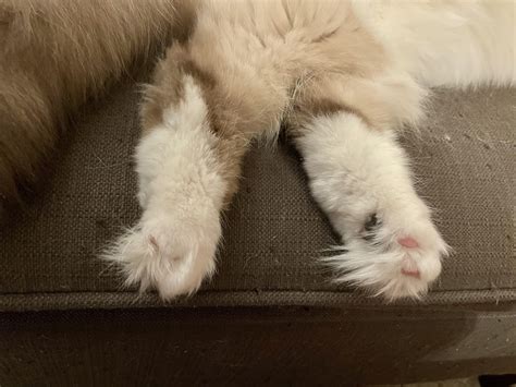 Klauss Spiky Kitten Toe Feathers Rtoefeathers