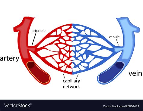 Body Capillaries Diagram