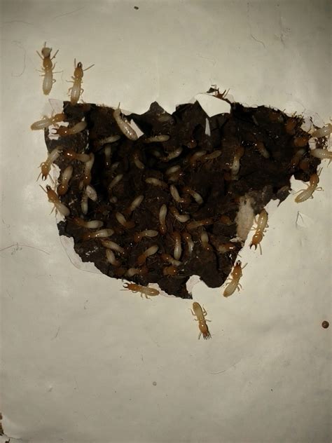 Pest Alert How To Identify Possible Termite Damage In Your Home