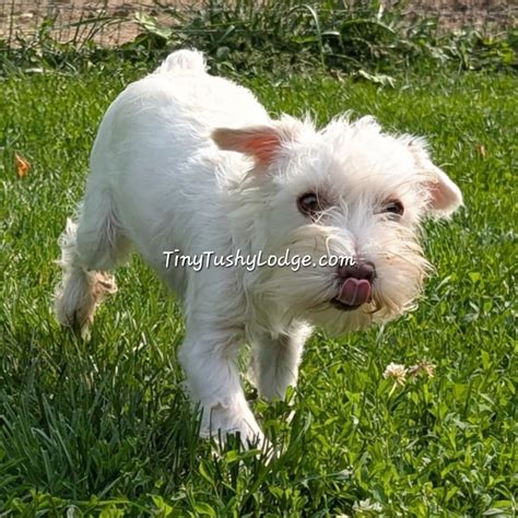 Tiny Tushy Lodge In Indiana Miniature Schnauzer And Yorkshire Terrier
