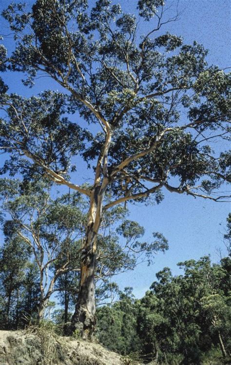 Eucalyptus Punctata Australian Plants Society