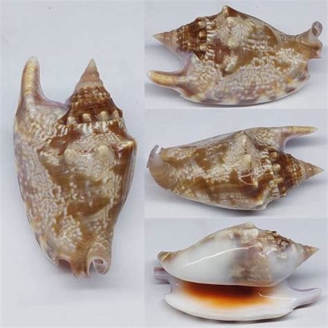 Strombus Bulla 3619755