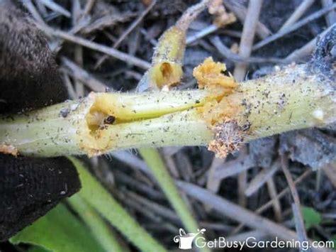 How To Get Rid Of Squash Vine Borers Organically Get Busy Gardening