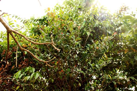 Erythroxylum Monogynum Eflora Of India