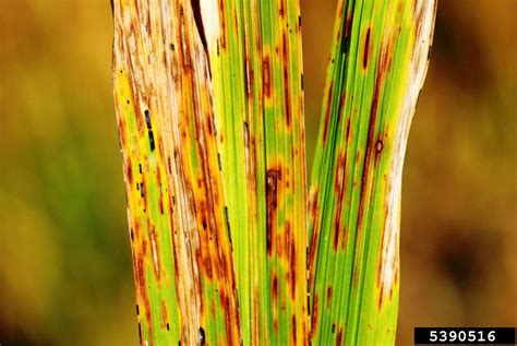 Zinc Deficiency Symptoms In Rice At Stanley Blake Blog