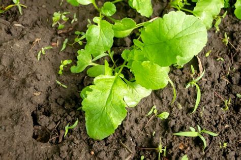 Premium Photo A Small Radish Bush In The Garden The Radish Plant