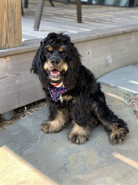 Black And Tan Cocker Spaniel