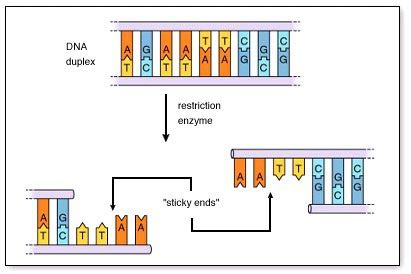 Chapter 17 Recombinant DNA Technology And Its Applications Flashcards Quizlet
