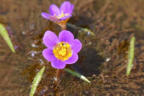 Cabomba Caring Planting Growing Propagating And More