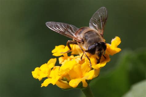 Summer Bee 2 Do You Know About Flowers And Bees Pascal Flickr