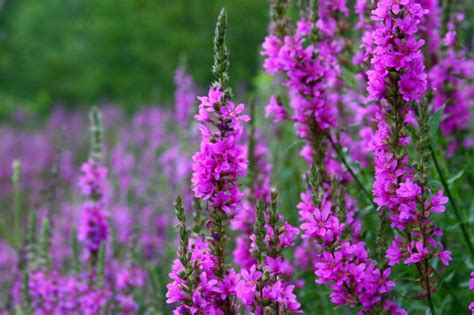 Purple Loosestrife Invasive Species