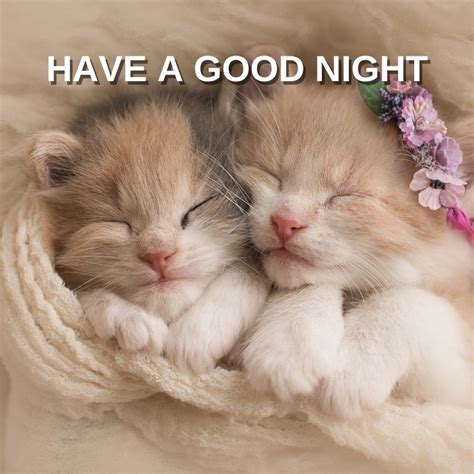 Goodnight Cat Memes