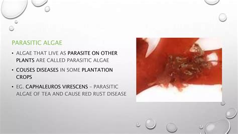 Algae Uses Of Algae Types Of Algae Reproduction Of Algae Ppt