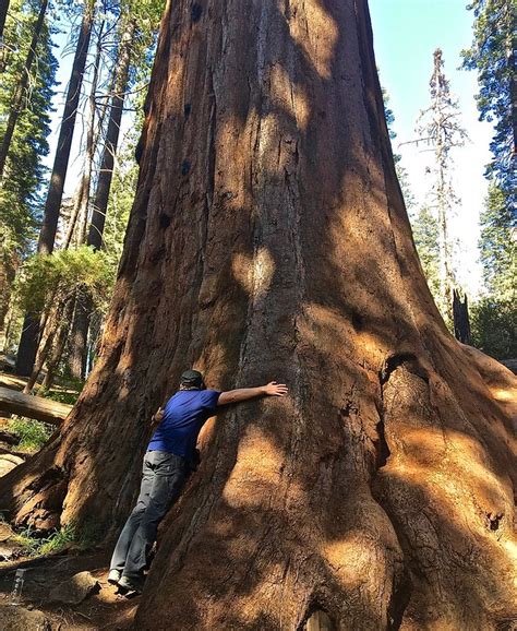 Christianity A Tree Growing Up From The Soil Of Scripture Brian Zahnd