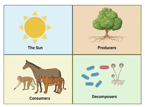 Food Chain Definition Types Parts Examples Biology Notes Online